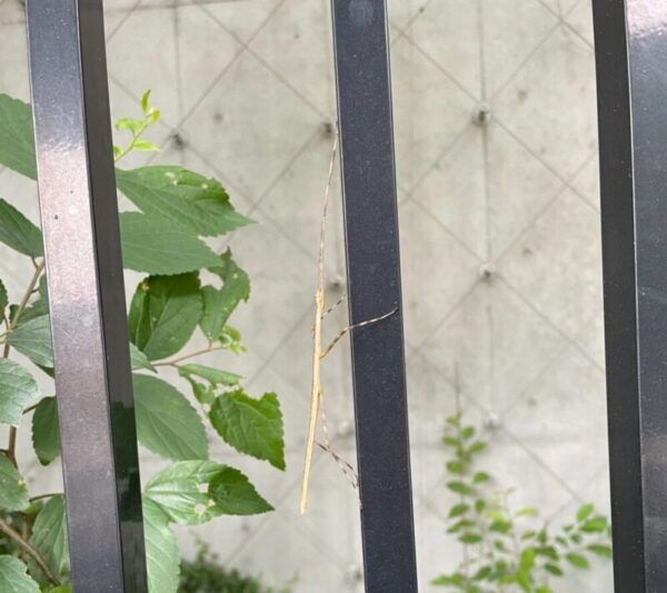 ナナフシモドキ 𝙍𝙖𝙢𝙪𝙡𝙪𝙨 𝙢𝙞𝙠𝙖𝙙𝙤 | 我が国のナナフシ